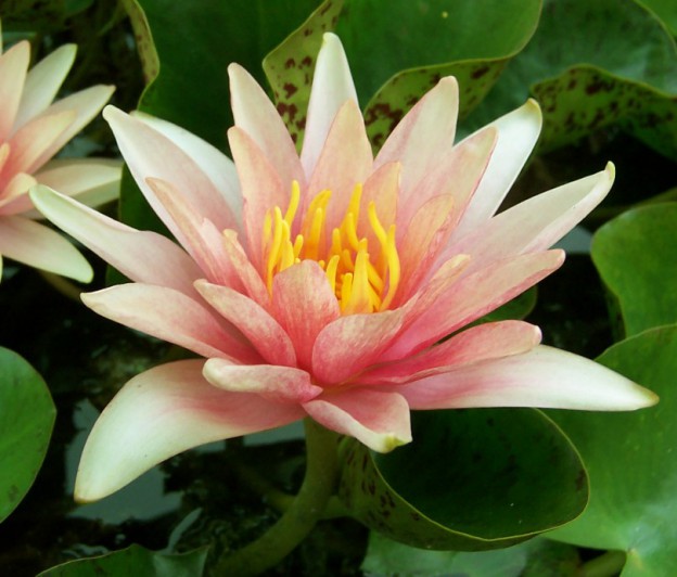 ‘Little Sue’ (Strawn) | Moore Water Gardens