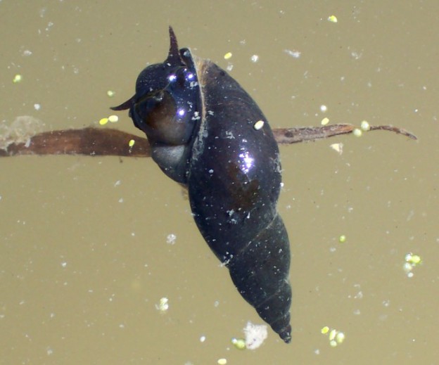Melantho Snails | Moore Water Gardens