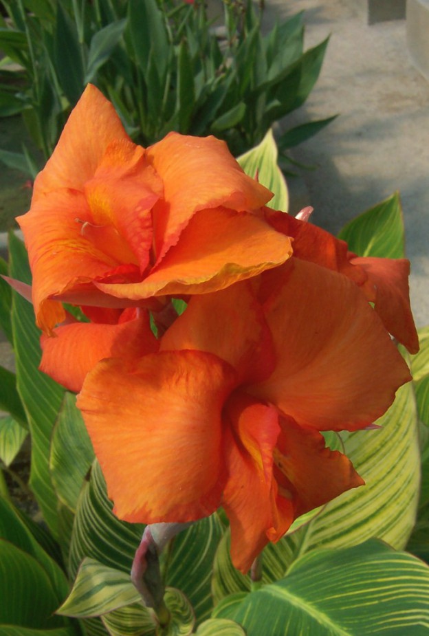 Bengal Tiger Canna – Canna x ‘Pretoria’ | Moore Water Gardens