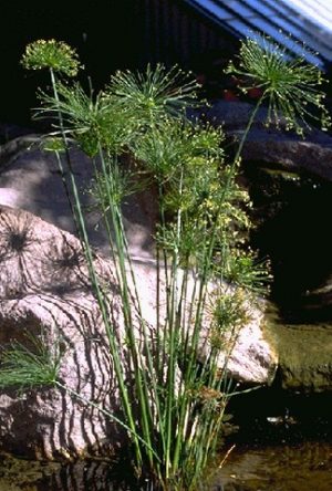 Dwarf Papyrus – Cyperus haspan | Moore Water Gardens