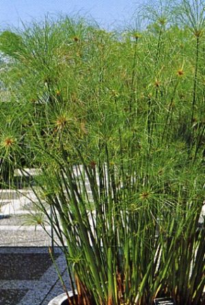 Papyrus – Cyperus papyrus | Moore Water Gardens